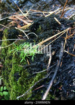 Sandwort (Minuartia) Plantae Stock Photo - Alamy