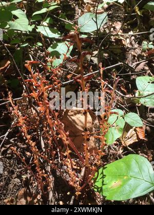 Beechdrops (Epifagus virginiana) Plantae Stock Photo - Alamy
