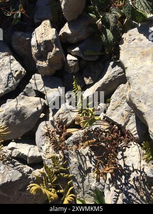 limestone oak fern (Gymnocarpium robertianum) Plantae Stock Photo - Alamy