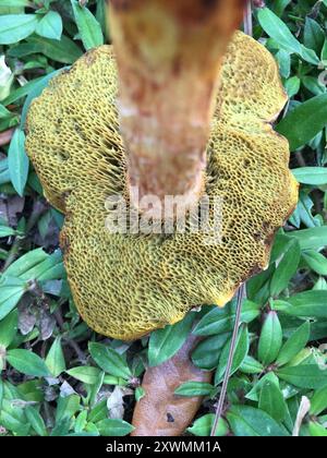 Ruby Bolete (Hortiboletus rubellus) Fungi Stock Photo - Alamy