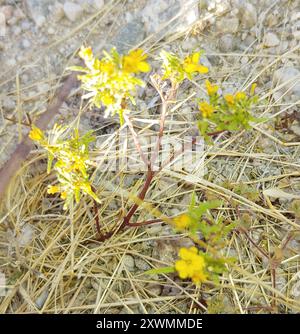Chinchweed (Pectis papposa) Plantae Stock Photo - Alamy