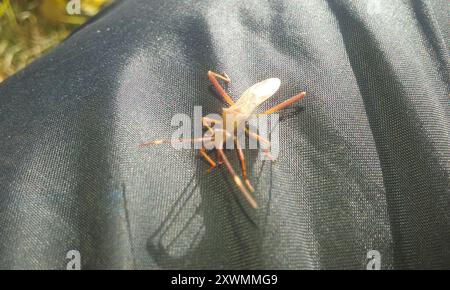 Lupine Bug (Megalotomus quinquespinosus) Insecta Stock Photo - Alamy