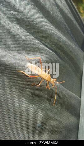 Lupine Bug (Megalotomus quinquespinosus) Insecta Stock Photo - Alamy