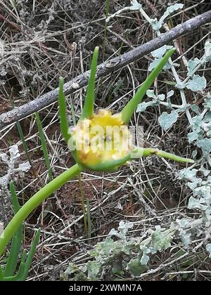 Pig's-root (Conicosia pugioniformis) Plantae Stock Photo - Alamy