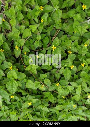 straggler daisy (Calyptocarpus vialis) Plantae Stock Photo - Alamy