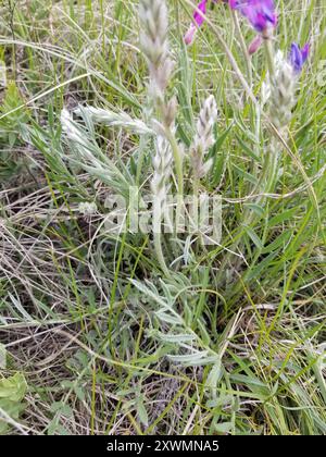 Locoweed (Oxytropis) Plantae Stock Photo - Alamy