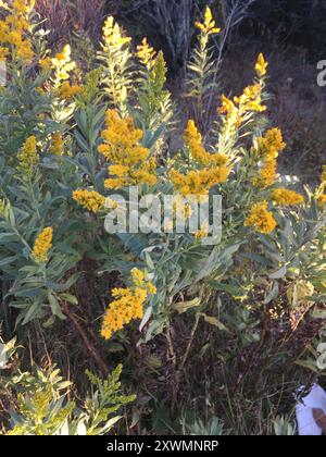 late goldenrod (Solidago altissima altissima) Plantae Stock Photo - Alamy