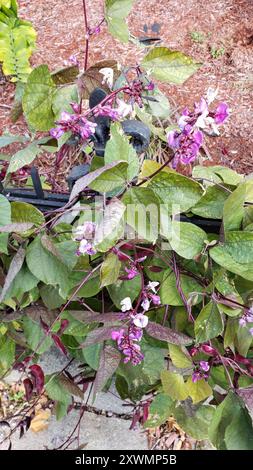 Hyacinth bean (Lablab purpureus) Plantae Stock Photo - Alamy