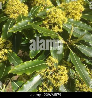 tarata (Pittosporum eugenioides) Plantae Stock Photo - Alamy