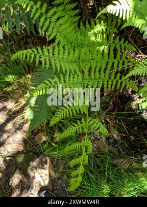 rigid lace fern (Microlepia setosa) Plantae Stock Photo - Alamy