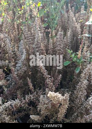 Jerusalem oak (Dysphania botrys), Plantae, Chiloquin, OR 97624, USA ...