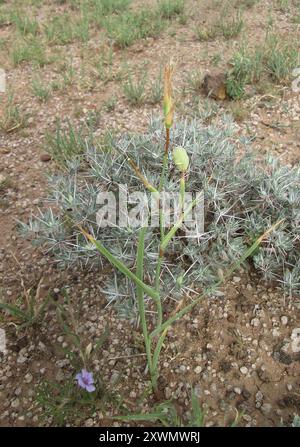 Kalahari Spiderlily (Ferraria glutinosa) Plantae Stock Photo - Alamy