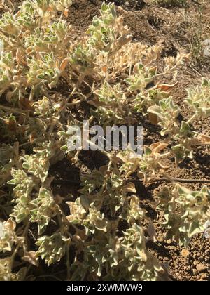 turkey mullein (Croton setiger) Plantae Stock Photo - Alamy