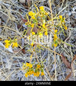 Chinchweed (Pectis papposa) Plantae Stock Photo - Alamy