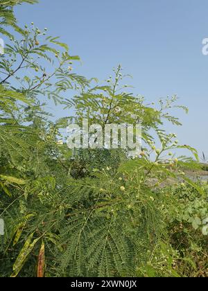 White leadtree (Leucaena leucocephala) Plantae Stock Photo - Alamy