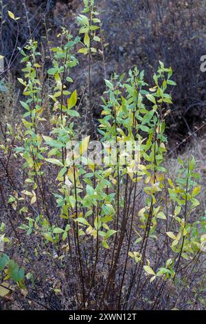 Western Hoptree (Ptelea crenulata), Plantae, Contra Costa County, CA ...