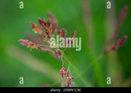 Macro photo's of Missouri Grasses Stock Photo - Alamy