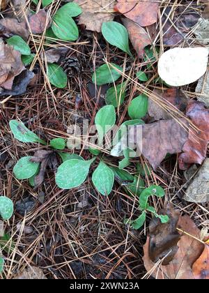 Parlin's Pussytoes (Antennaria parlinii) Plantae Stock Photo - Alamy