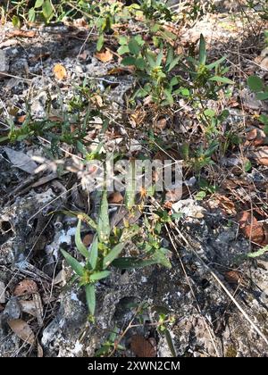 Slender Three-seeded Mercury (Acalypha gracilens) Plantae Stock Photo ...