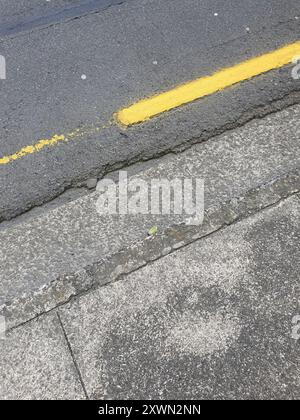 Puriri moth (Aenetus virescens) Insecta Stock Photo - Alamy