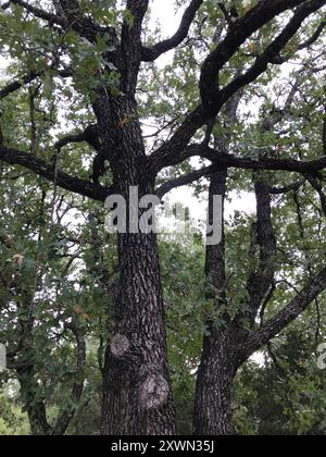 post oak (Quercus stellata) Plantae Stock Photo - Alamy