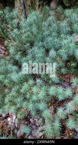 giant moss (Dawsonia superba) Plantae Stock Photo - Alamy