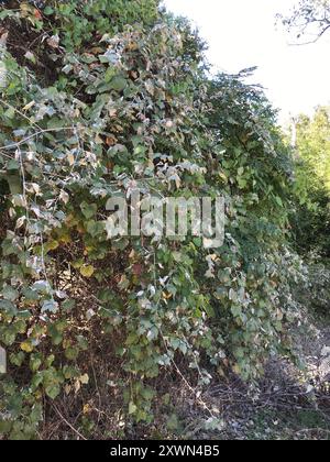 mustang grape (Vitis mustangensis) Plantae Stock Photo - Alamy