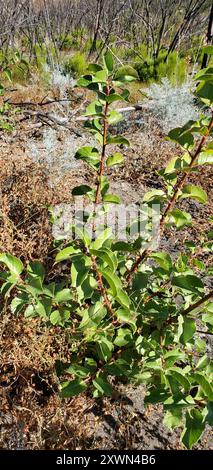 sugar bush (Rhus ovata) Plantae Stock Photo - Alamy