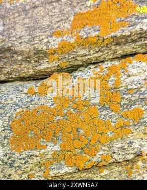 (Squamulea squamosa) Fungi Stock Photo - Alamy