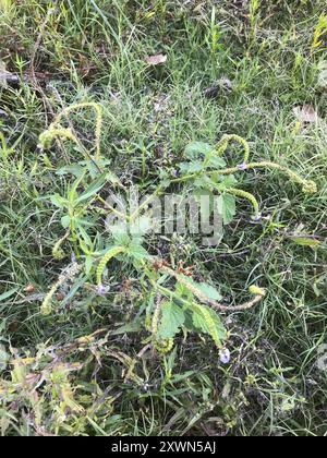 Indian Heliotrope (Heliotropium indicum) Plantae Stock Photo - Alamy