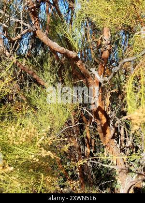 Redshanks (Adenostoma sparsifolium) Plantae Stock Photo - Alamy