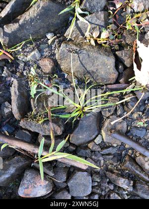 Brown Flatsedge (Cyperus fuscus) Plantae Stock Photo - Alamy