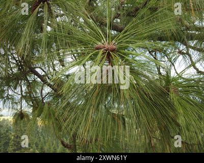 Montezuma pine (Pinus montezumae) Plantae Stock Photo - Alamy