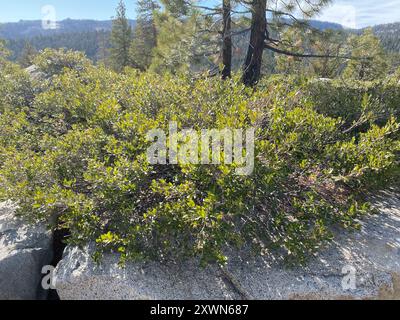 huckleberry oak (Quercus vacciniifolia) Plantae Stock Photo - Alamy