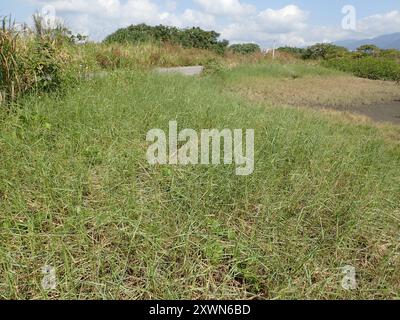 seashore paspalum (Paspalum vaginatum) Plantae Stock Photo - Alamy