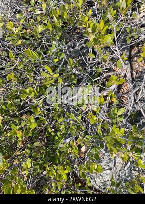 huckleberry oak (Quercus vacciniifolia) Plantae Stock Photo - Alamy
