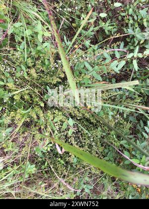 Georgia calamint (Clinopodium carolinianum) Plantae Stock Photo - Alamy