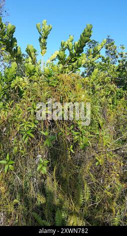 laurel dodder (Cassytha filiformis) Plantae Stock Photo - Alamy