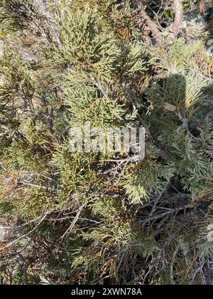 Sierra juniper (Juniperus grandis) Plantae Stock Photo - Alamy