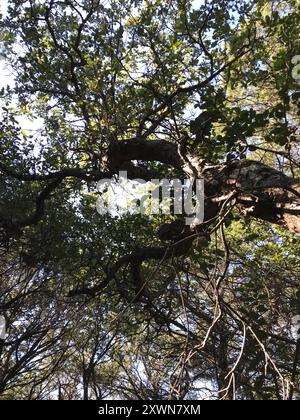 bastard oak (Quercus sinuata) Plantae Stock Photo - Alamy