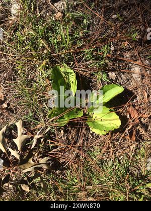 Florida Indian Plantain (Arnoglossum floridanum) Plantae Stock Photo ...