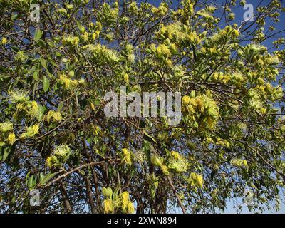 beadbean (Maerua angolensis) Plantae Stock Photo - Alamy