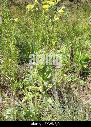 Drakensberg Yellow everlasting (Helichrysum cooperi) Plantae Stock ...