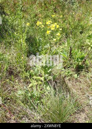 Drakensberg Yellow everlasting (Helichrysum cooperi) Plantae Stock ...