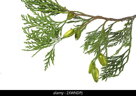 branch of the tree calocedrus decurrens, with the common names incense ...