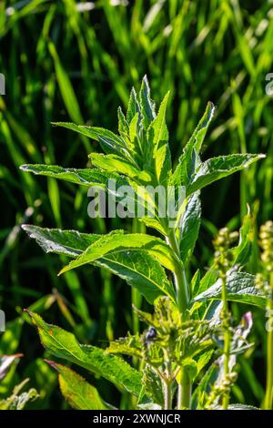 Moroccan mint leaf Latin name Mentha spicata, Moroccan Stock Photo - Alamy