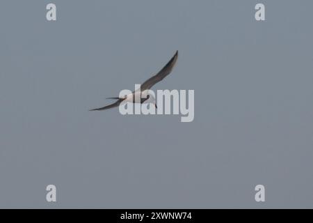 Snowy-crowned Tern (Sterna trudeaui) Aves Stock Photo - Alamy