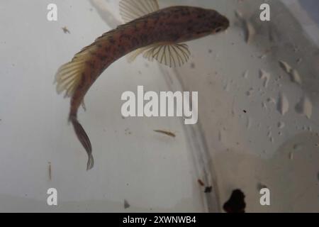 Cape Kurper (Sandelia capensis) Actinopterygii Stock Photo - Alamy