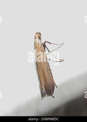 Curved-horn Moths (Gelechioidea) Insecta Stock Photo - Alamy