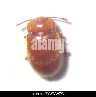 Handsome Fungus Beetles (Endomychidae) Insecta Stock Photo - Alamy